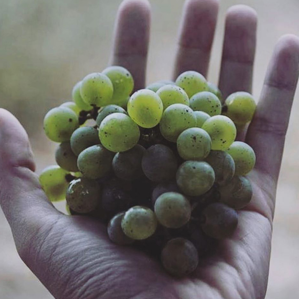 Calistoga AVA Facts - Calistoga Wine Growers Association